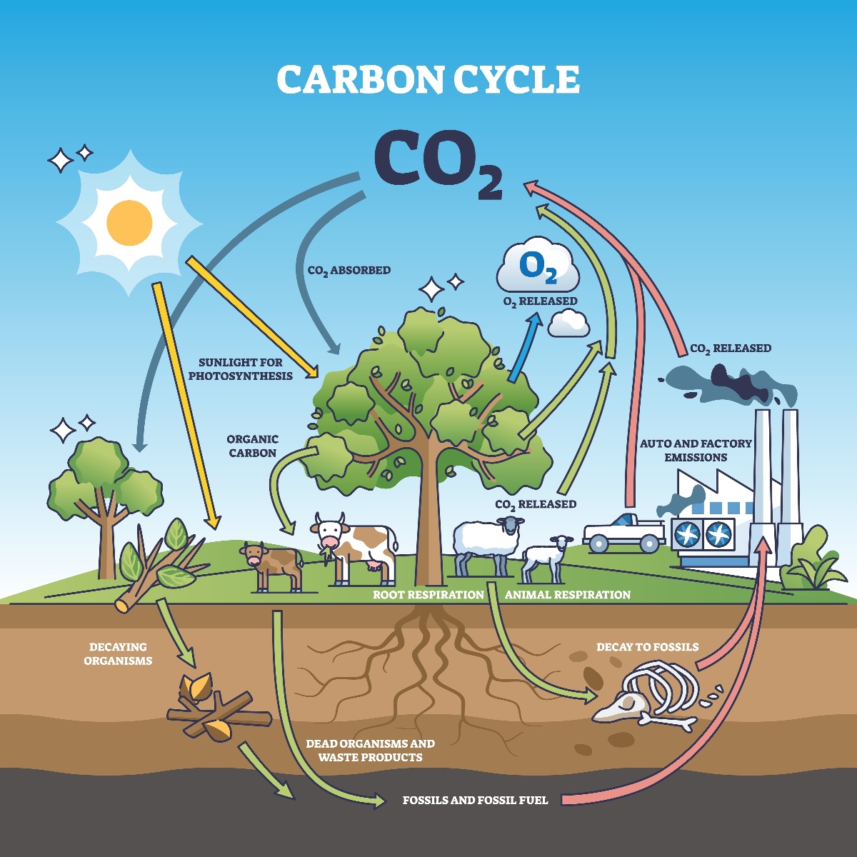 Ciclo del carbonio: come funziona - Sustrain
